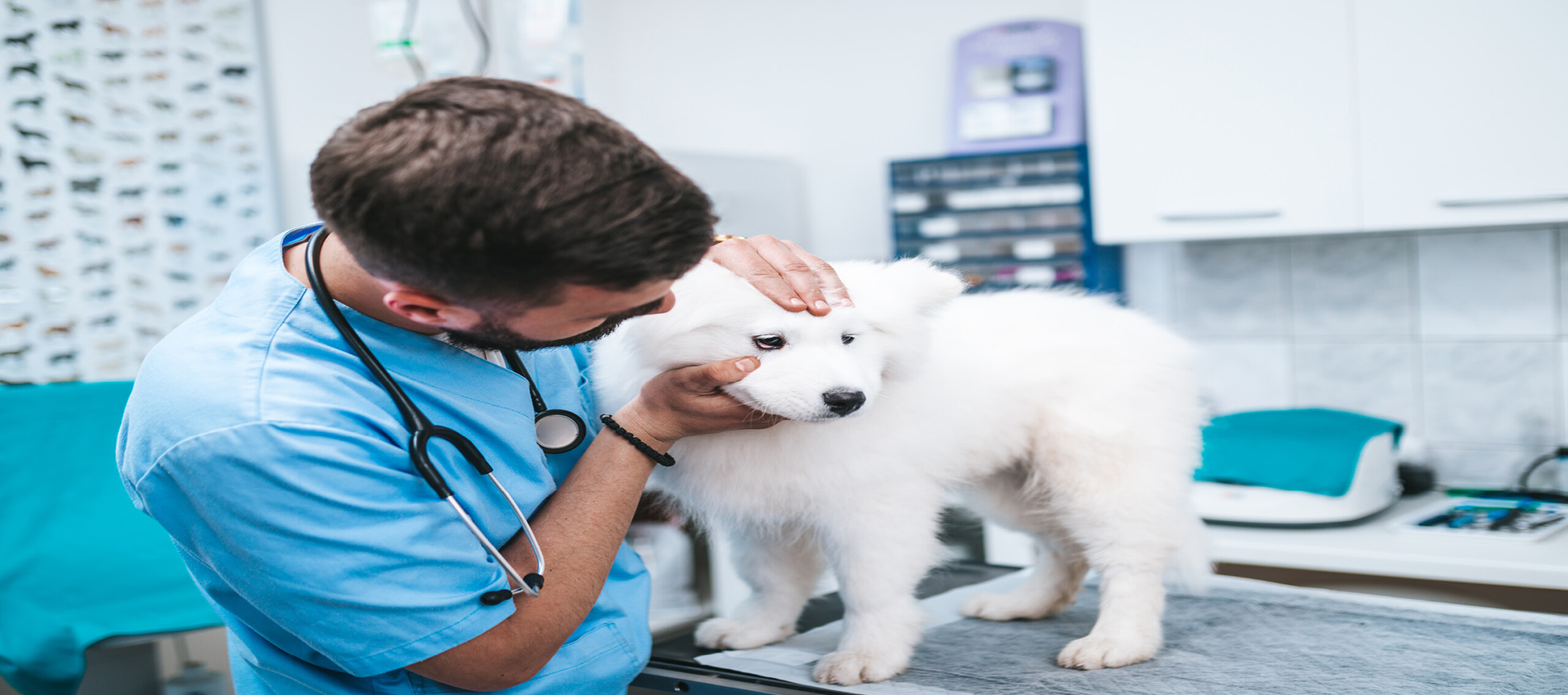 Why Now Is the Time to Finance Your Veterinary Clinic's Modernization ...